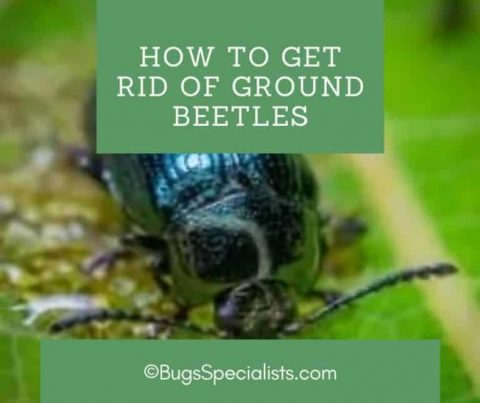 How to Get Rid of Ground Beetles - Pest Control Heroes