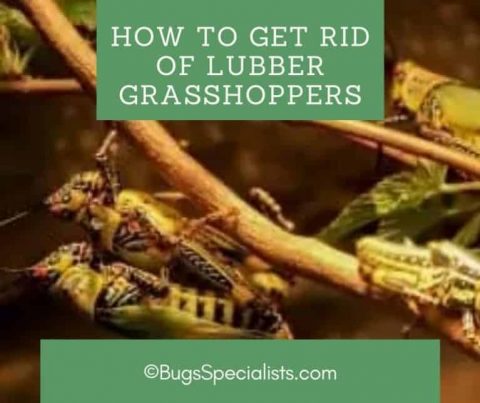 How to Get Rid of Lubber Grasshoppers - Pest Control Heroes