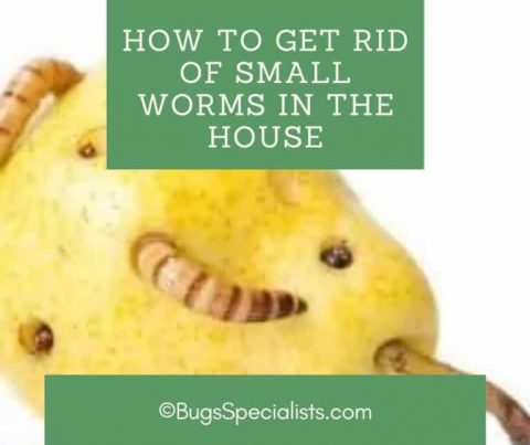 How to Get Rid of Small Worms in The House - Pest Control Heroes
