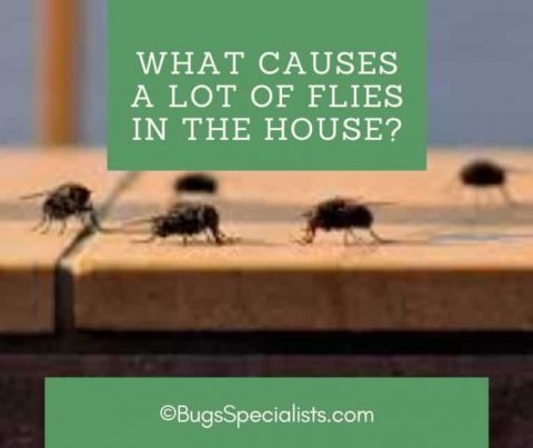 What Causes a Lot of Flies in The House? - Pest Control Heroes
