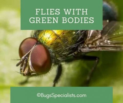 Flies with Green Bodies - Pest Control Heroes