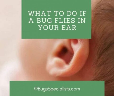 What to Do if A Bug Flies in Your Ear - Pest Control Heroes