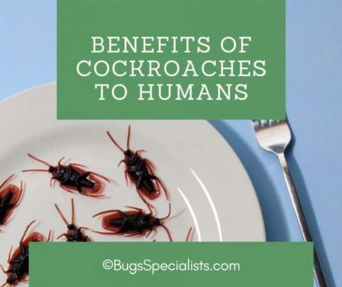 Benefits of Cockroaches to Humans - Pest Control Heroes