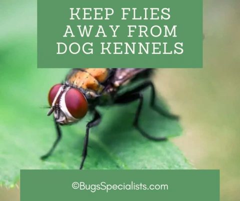 How to Keep Flies Away from My Dog Kennels? - Pest Control Heroes