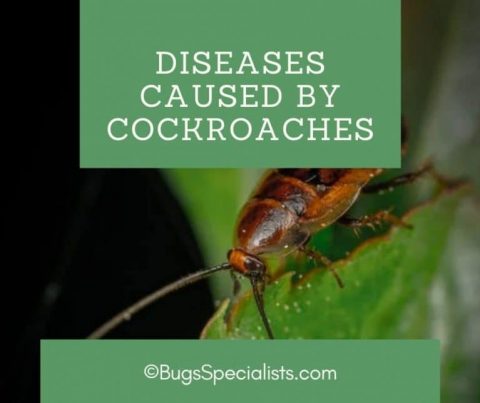 Diseases Caused By Cockroaches - Pest Control Heroes
