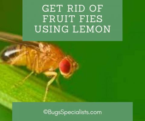 How to Get Rid of Fruit Flies with Lemon - Pest Control Heroes