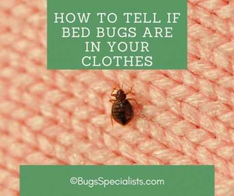 How To Tell If Bed bugs Are in Your Clothes - Pest Control Heroes
