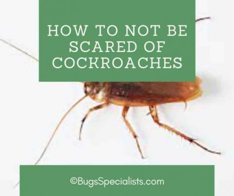 How to Not Be Scared of Cockroaches - Pest Control Heroes