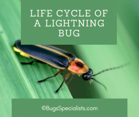 The Spellbinding Life Cycle Of A Lightning Bug - Pest Control Heroes