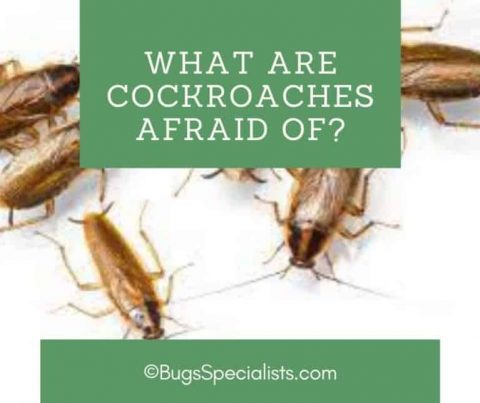 What are Cockroaches Afraid of? - Pest Control Heroes
