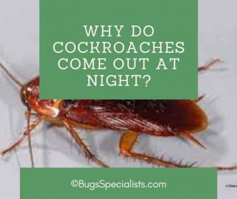 Why Do Cockroaches Come Out at Night? - Pest Control Heroes