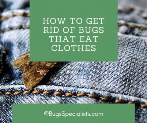 How to get rid of bugs that eat clothes - Pest Control Heroes