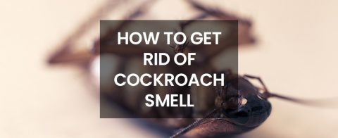 How To Get Rid Of Cockroach Smell - Pest Control Heroes