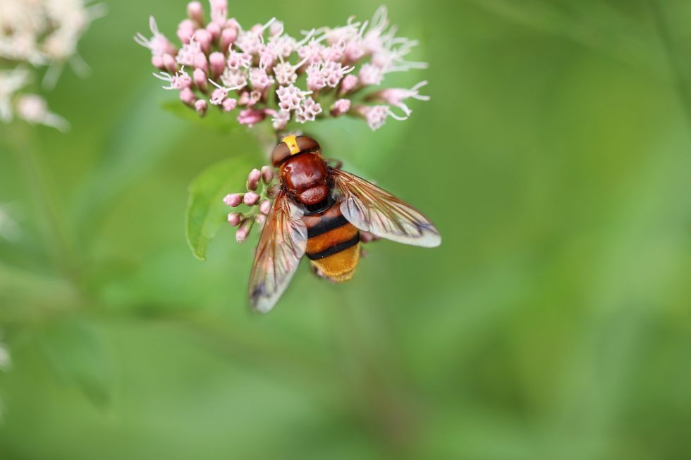 How To Get Rid Of Corn Flies Around Your Homestead: 8 Ways