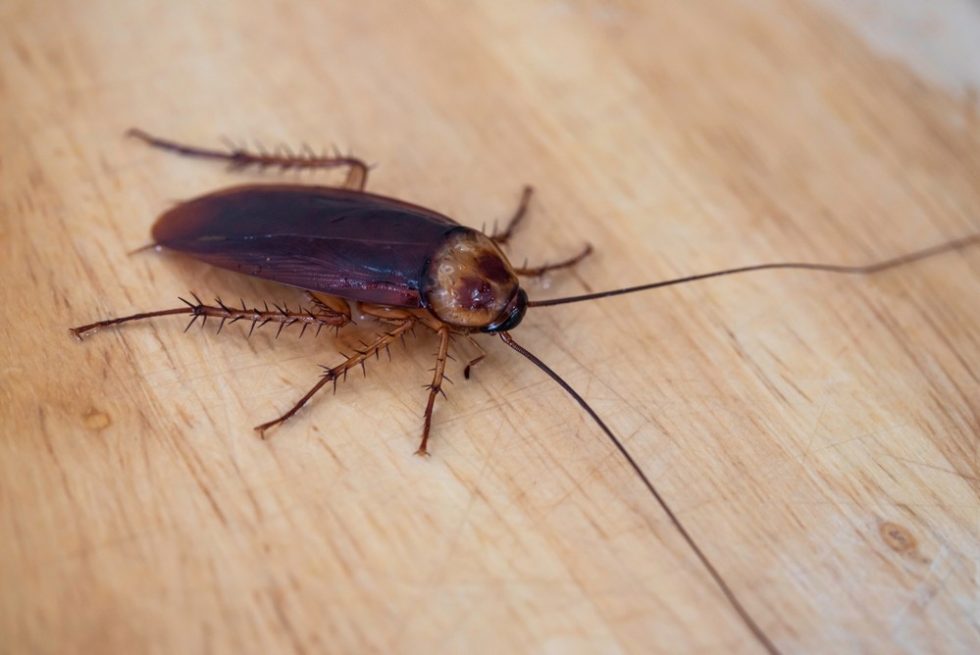 Is That A Cockroach Bite? Here's 5 Ways To Tell